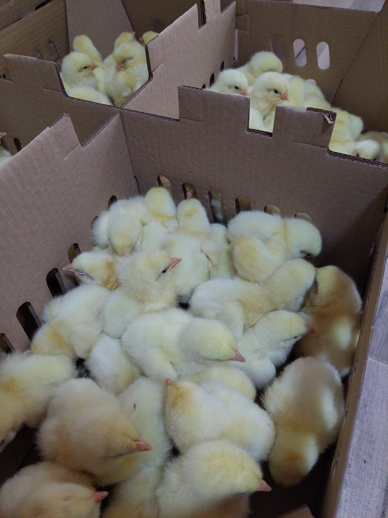 Inscrieri si la pui de curca, bibilica si gaina cu varsta de 1 zi ...